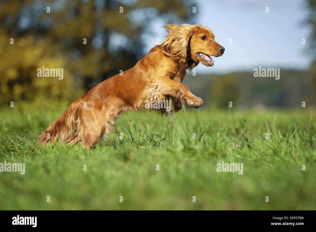 running English Cocker Spaniel Stock Photo - Alamy