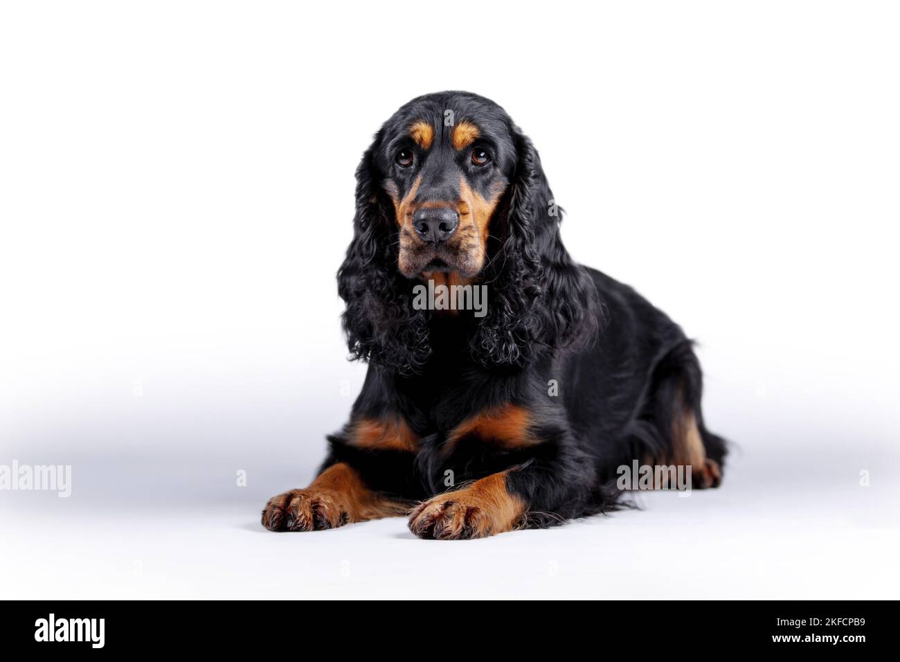 Dark spaniel Cut Out Stock Images & Pictures - Alamy
