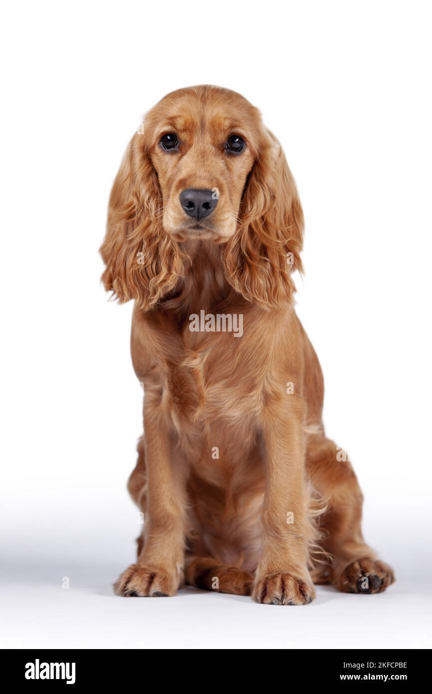 sitting English Cocker Spaniel Stock Photo - Alamy