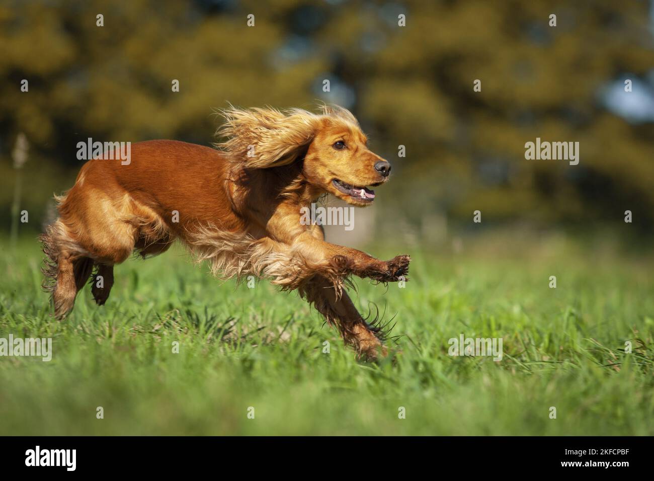 running English Cocker Spaniel Stock Photo - Alamy