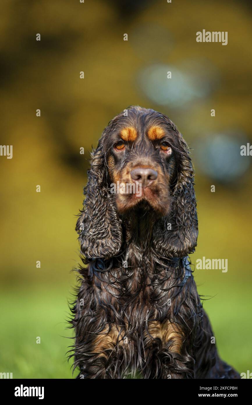 English Cocker Spaniel Portrait Stock Photo - Alamy