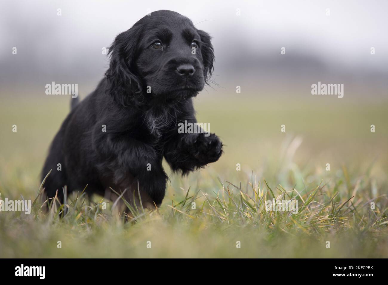 running English Cocker Spaniel puppy Stock Photo - Alamy