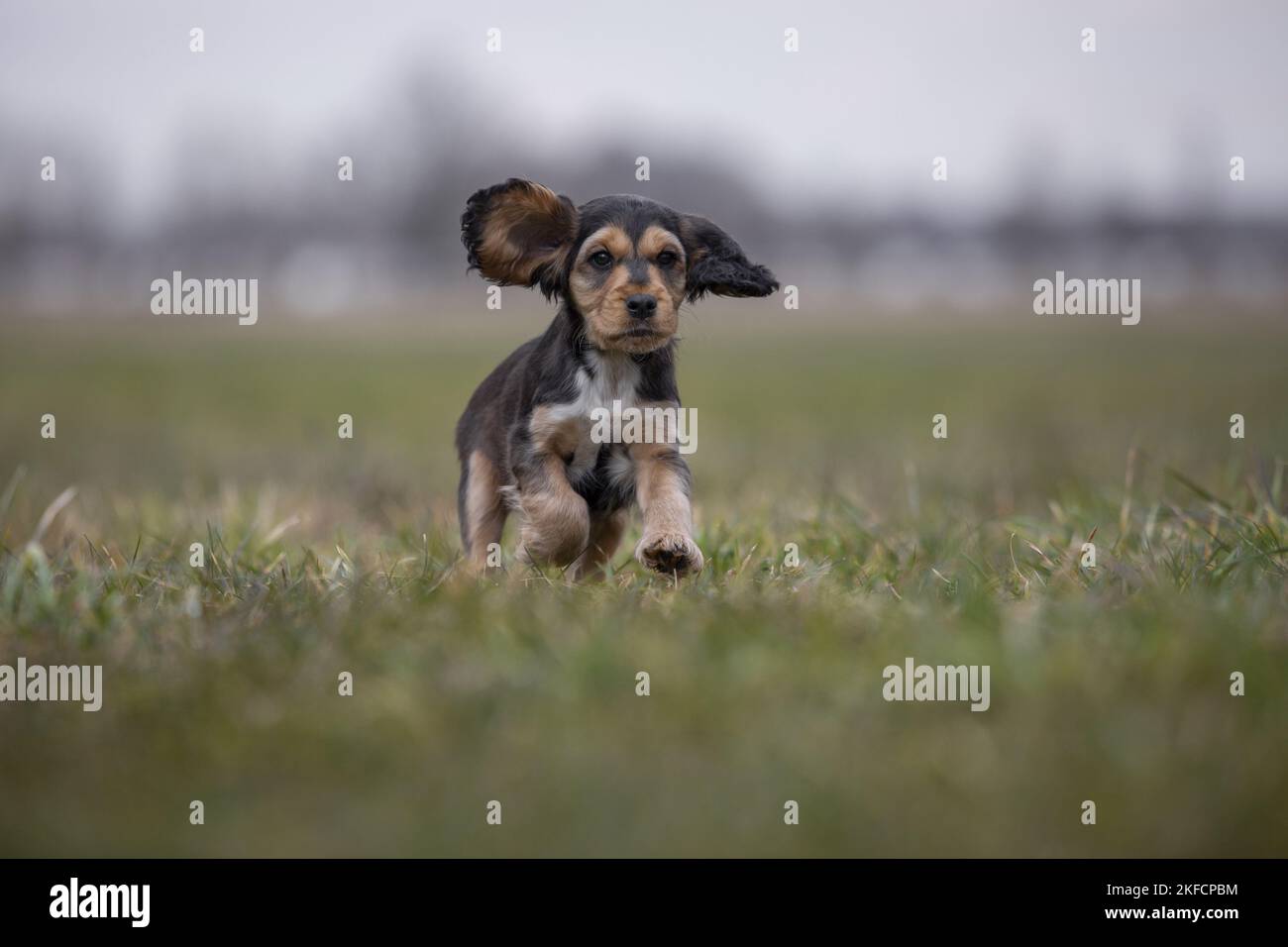 running English Cocker Spaniel puppy Stock Photo - Alamy