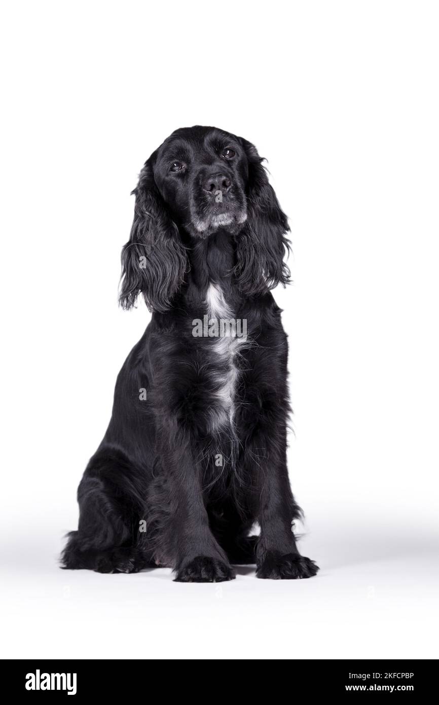sitting English Cocker Spaniel Stock Photo - Alamy