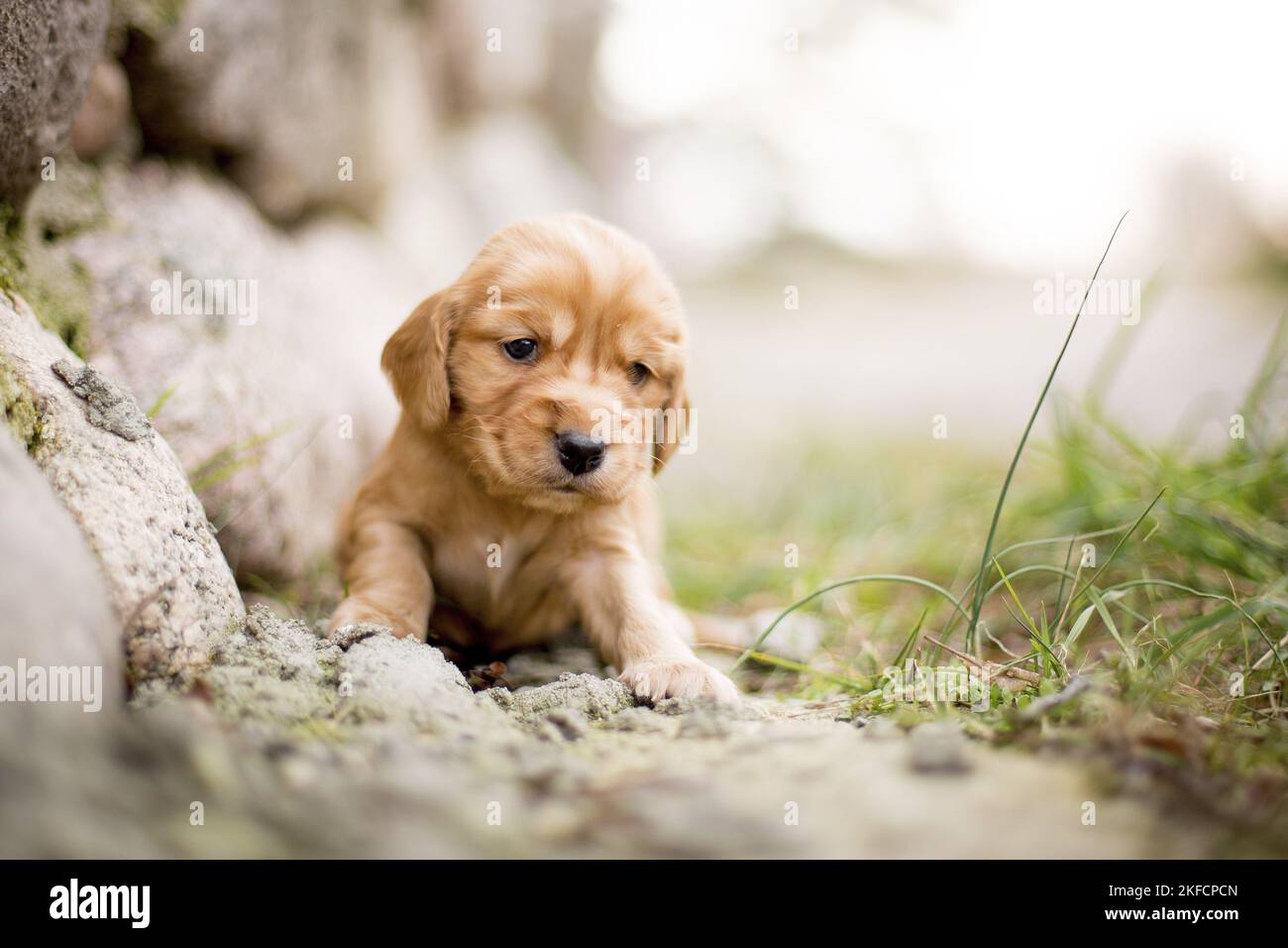 sitting English Cocker Spaniel puppy Stock Photo - Alamy