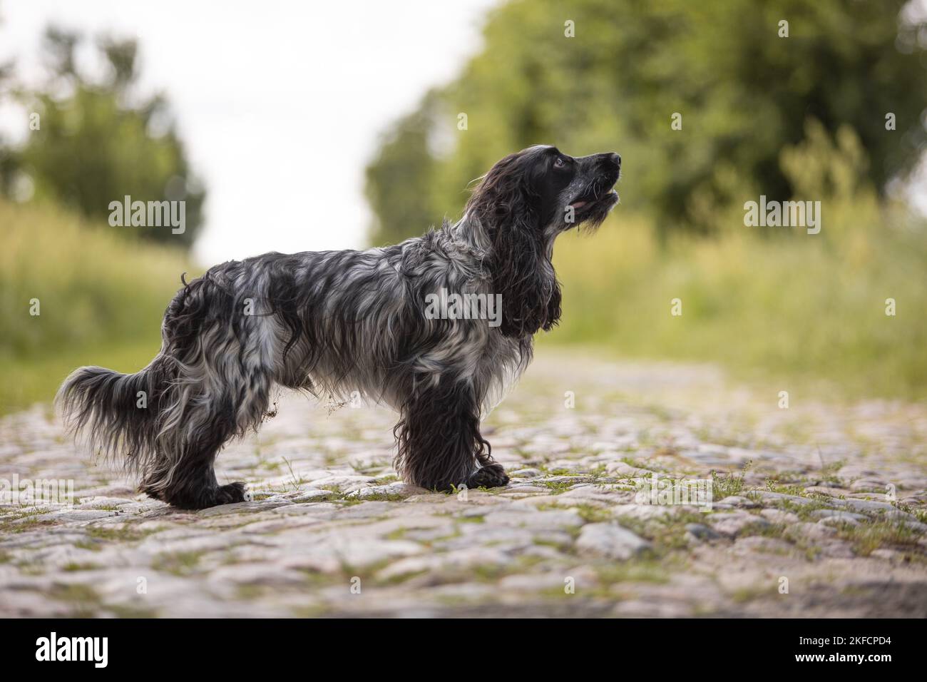 standing English Cocker Spaniel Stock Photo - Alamy