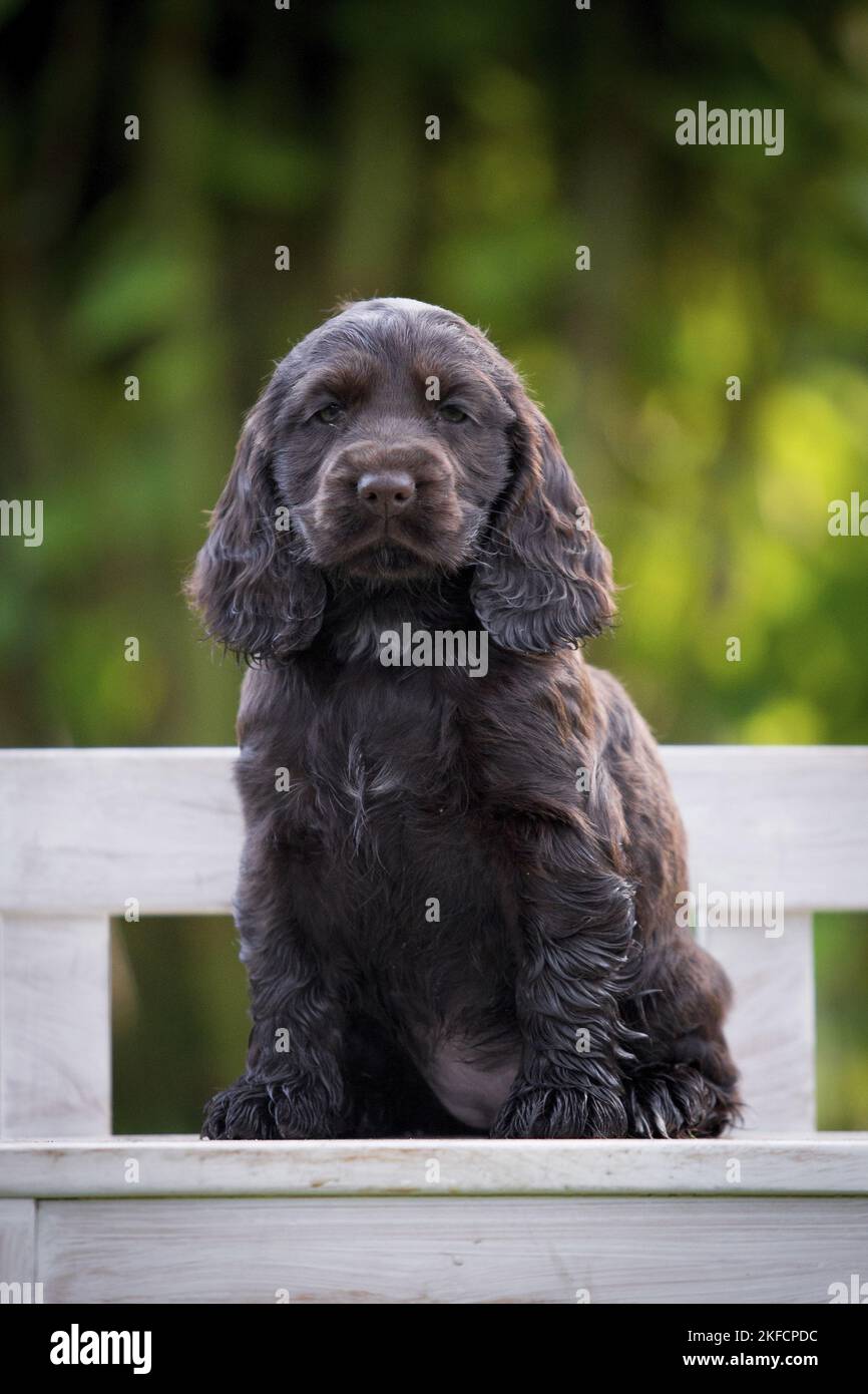 sitting English Cocker Spaniel Puppy Stock Photo - Alamy