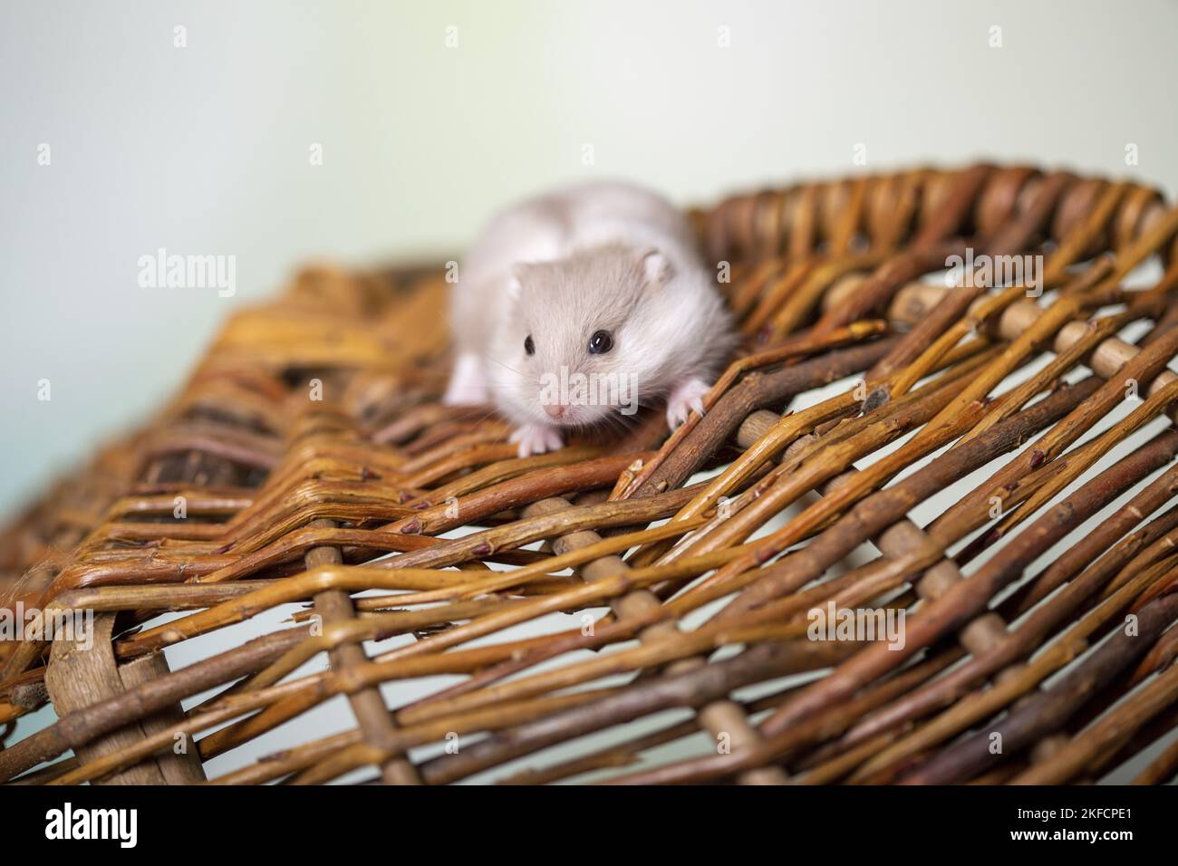 Campbells dwarf hamster Stock Photo - Alamy