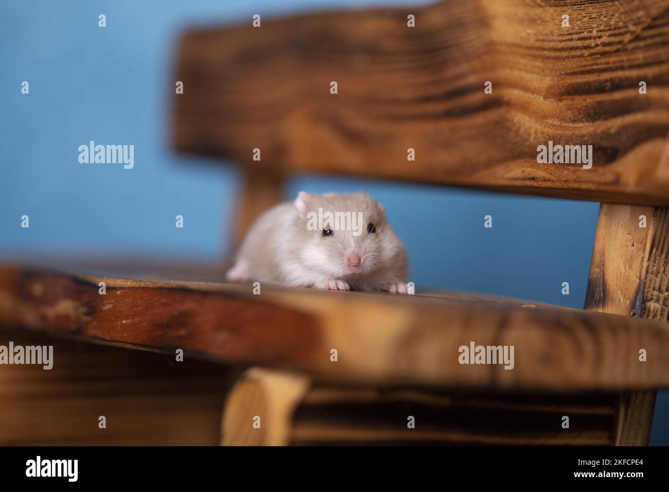 Campbells dwarf hamster Stock Photo - Alamy