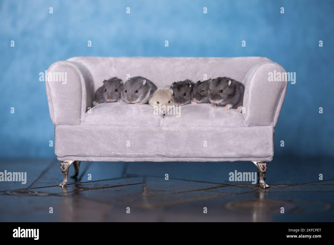 Hamster pet couch hi-res stock photography and images - Alamy
