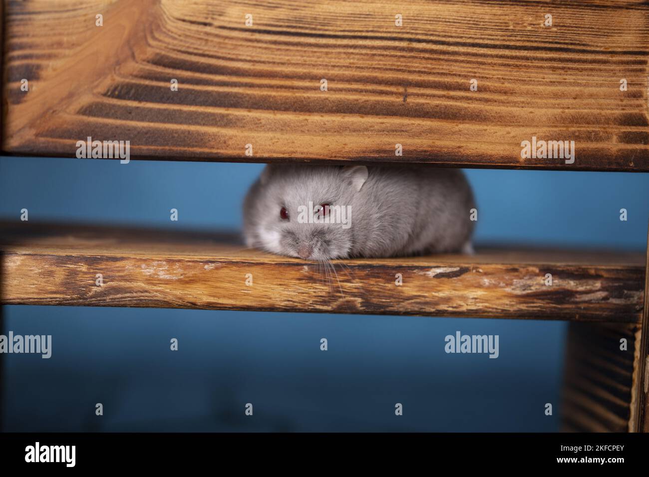 Campbells bank hi-res stock photography and images - Alamy