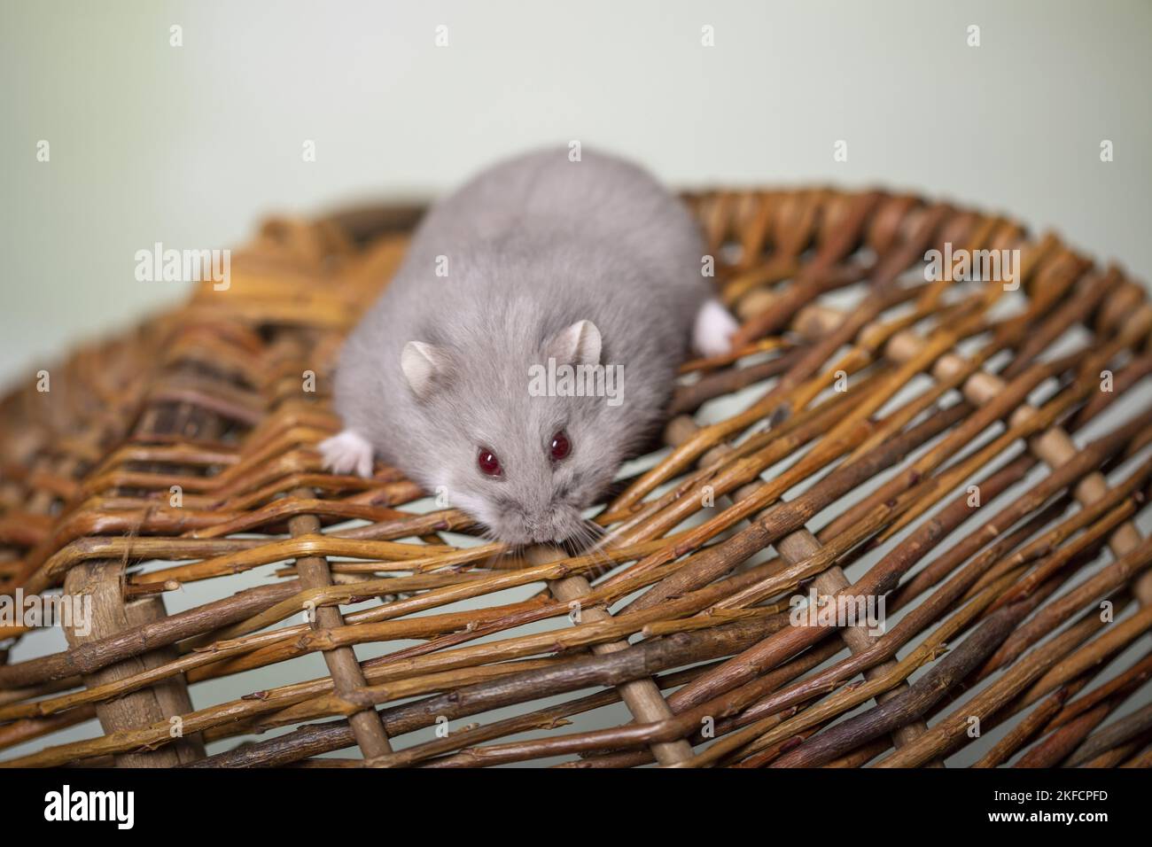 Campbells dwarf hamster Stock Photo - Alamy