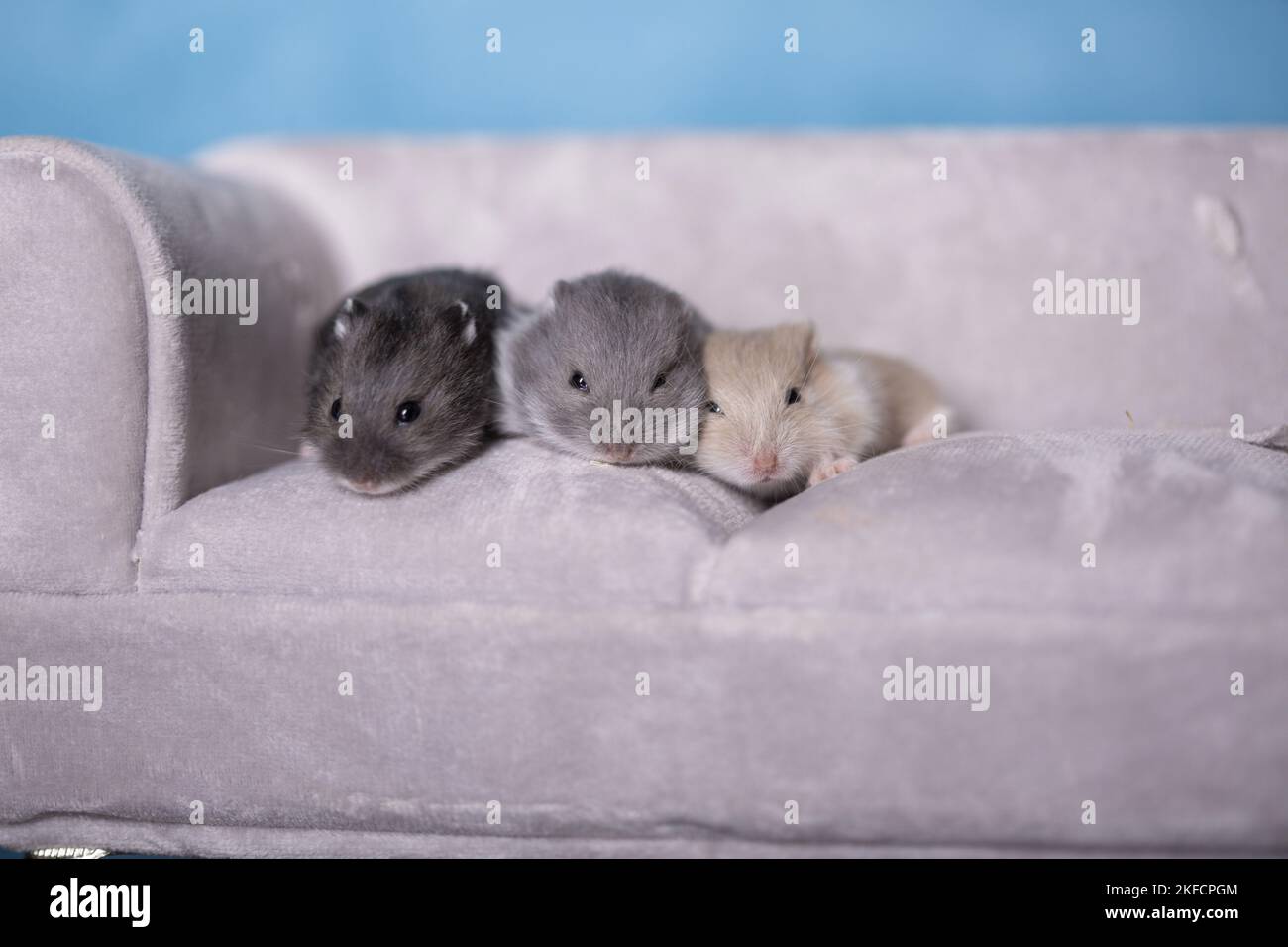Campbells dwarf hamster on the couch Stock Photo - Alamy