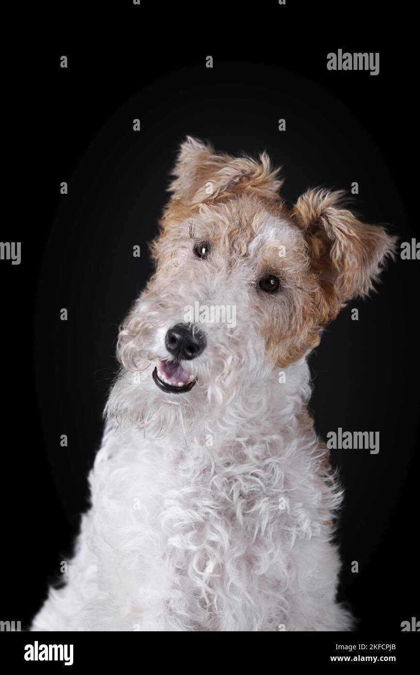 Fox terrier in front of black background Stock Photo - Alamy