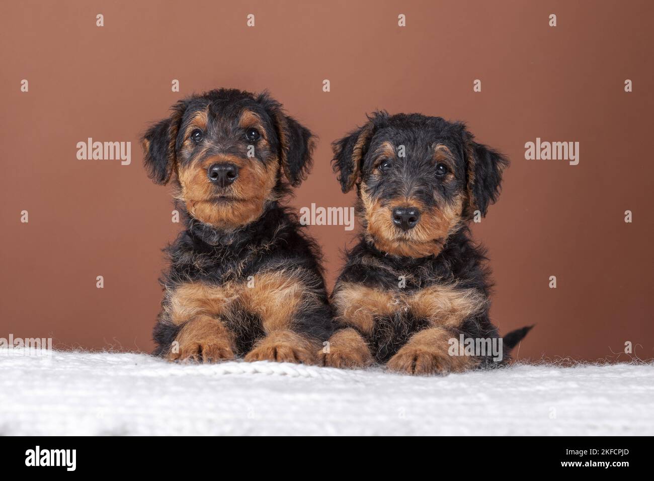 Baby airedale terrier hi-res stock photography and images - Alamy