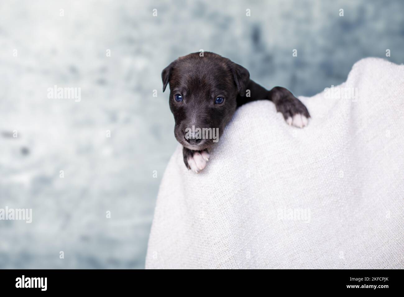 Laying greyhound hi-res stock photography and images - Alamy