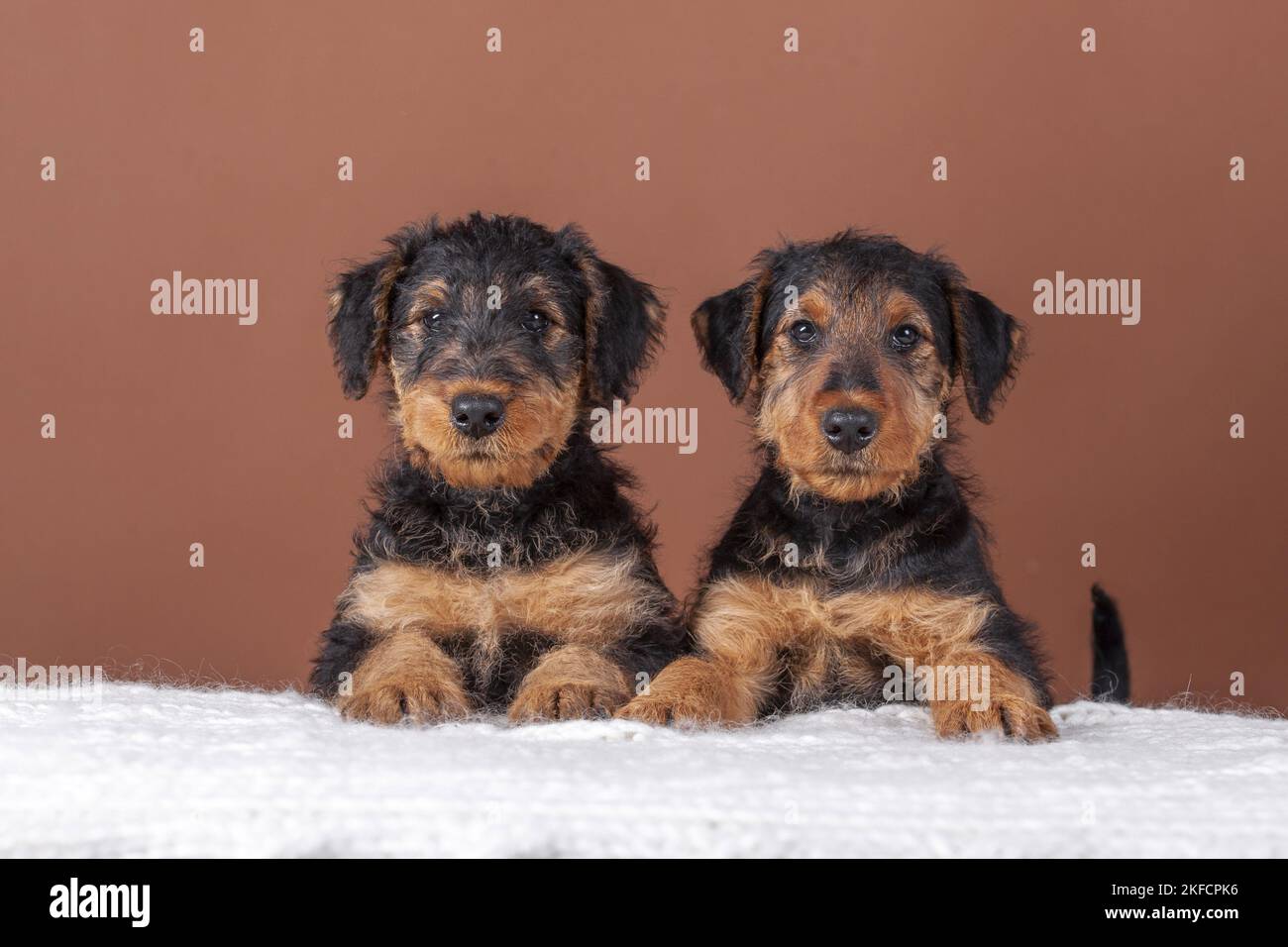 Airedale Terrier puppies Stock Photo - Alamy