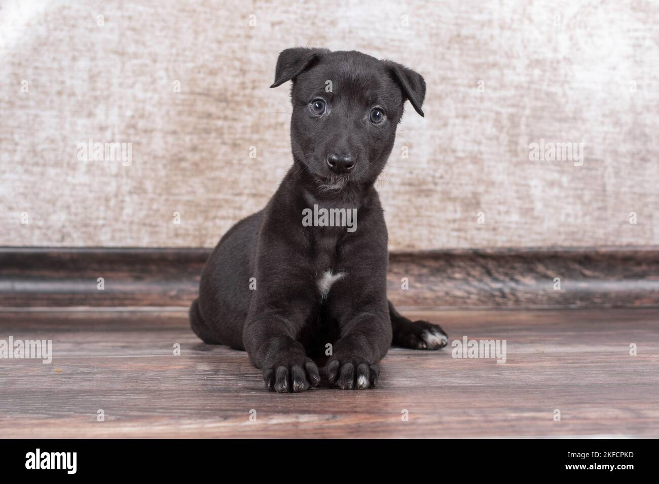 Laying greyhound hi-res stock photography and images - Alamy