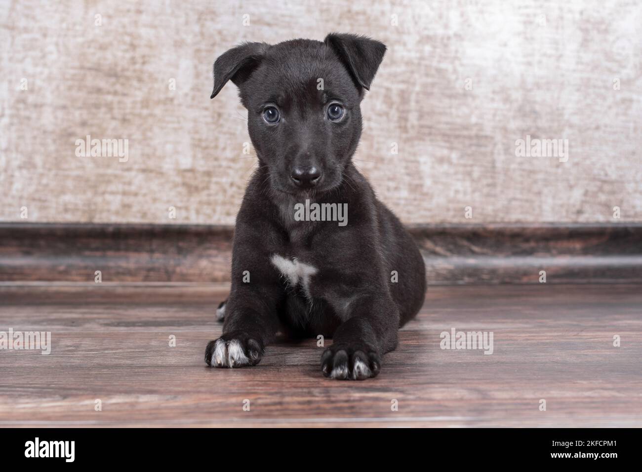 Laying greyhound hi-res stock photography and images - Alamy