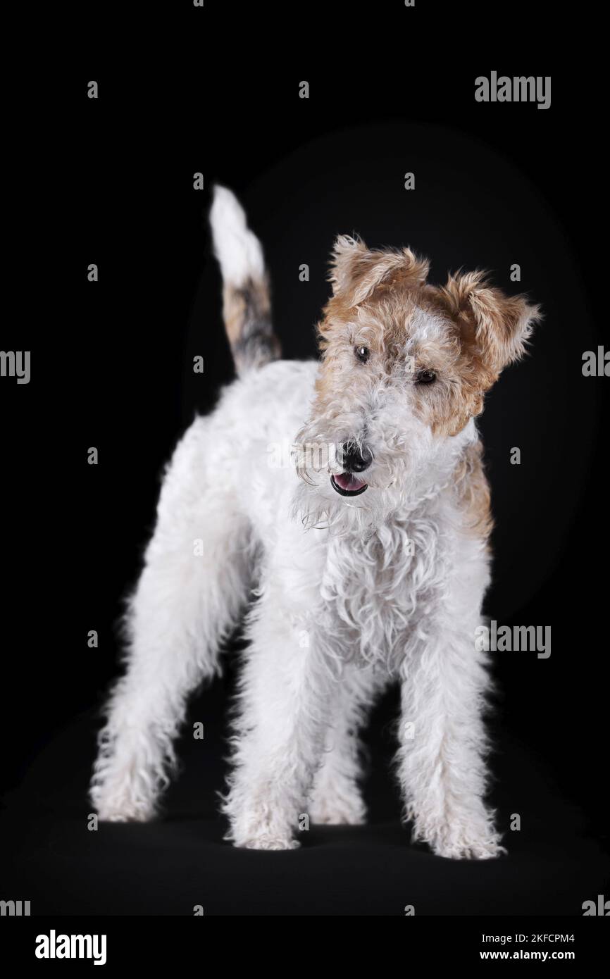 Fox terrier in front of black background Stock Photo - Alamy