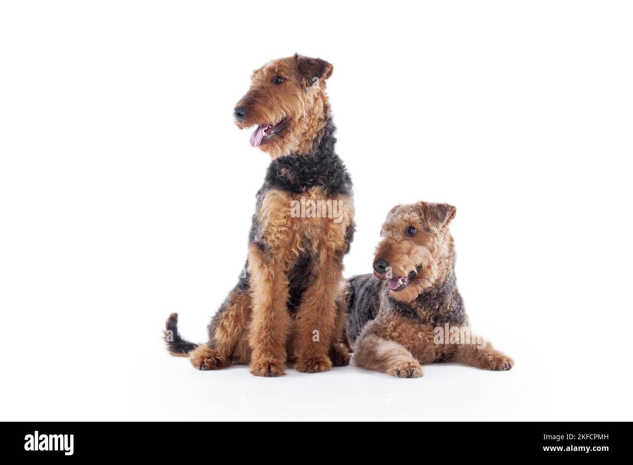 Airedale Terrier in front of white background Stock Photo - Alamy