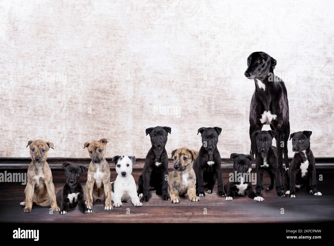 Greyhound mother with 10 puppies Stock Photo - Alamy