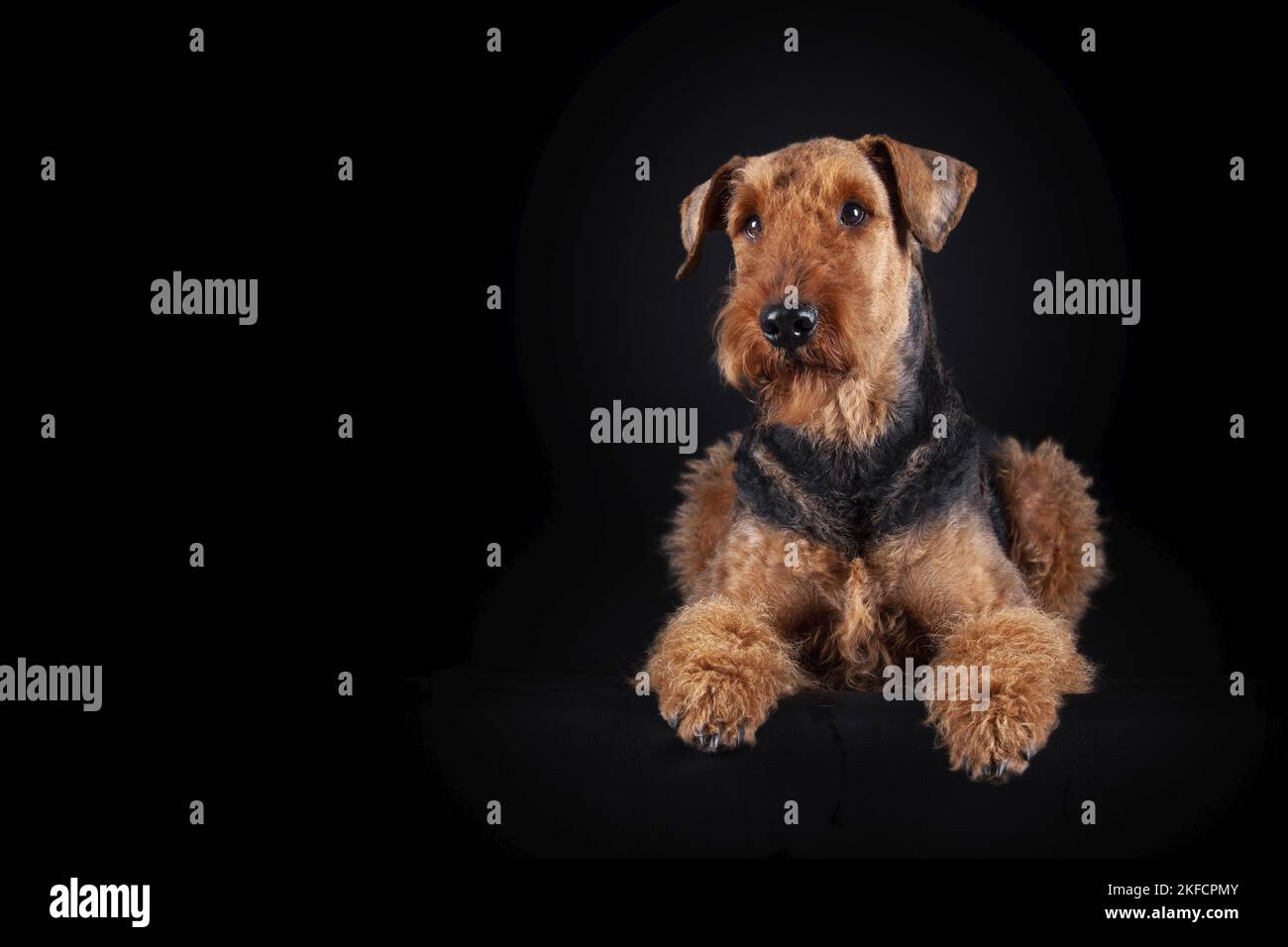 Airedale Terrier in front of black background Stock Photo - Alamy