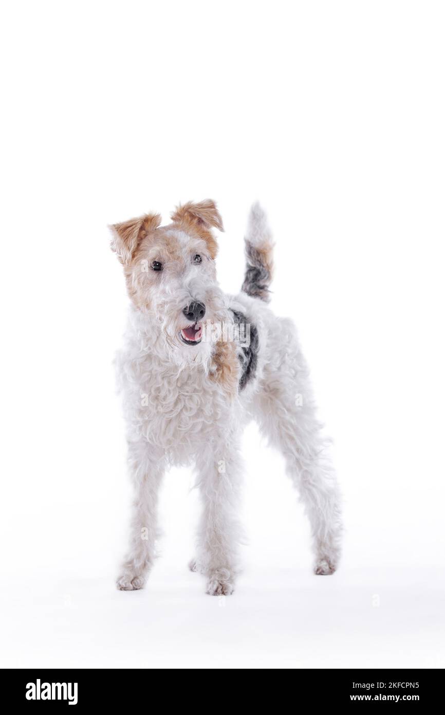 Fox terrier in front of white background Stock Photo - Alamy