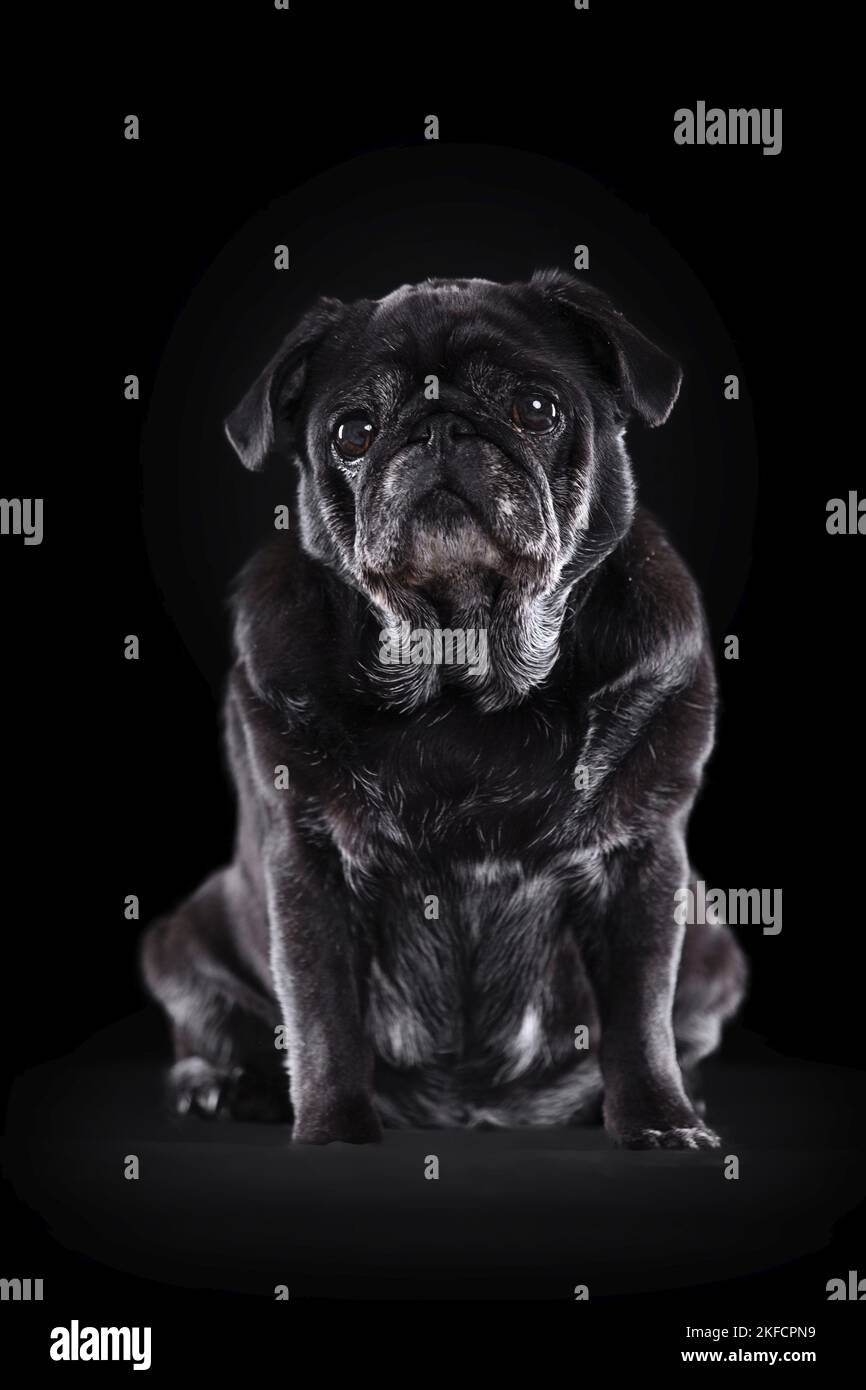 Senior pugs hi-res stock photography and images - Alamy