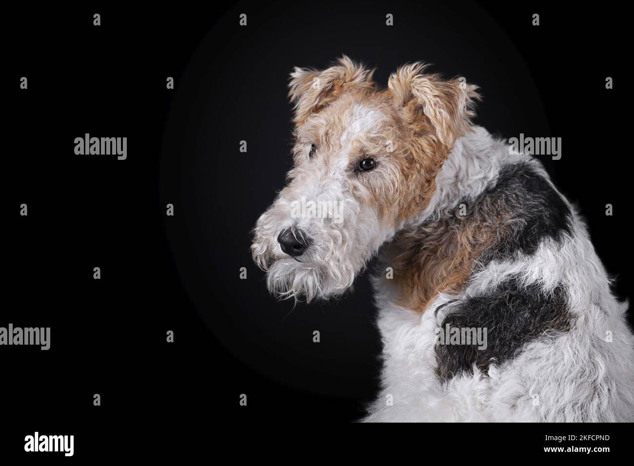 Fox terrier in front of black background Stock Photo - Alamy