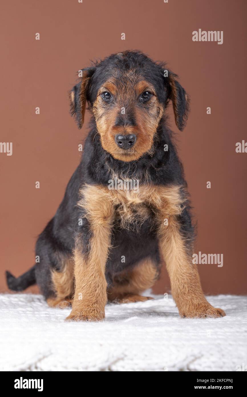 Baby airedale terrier hi-res stock photography and images - Alamy