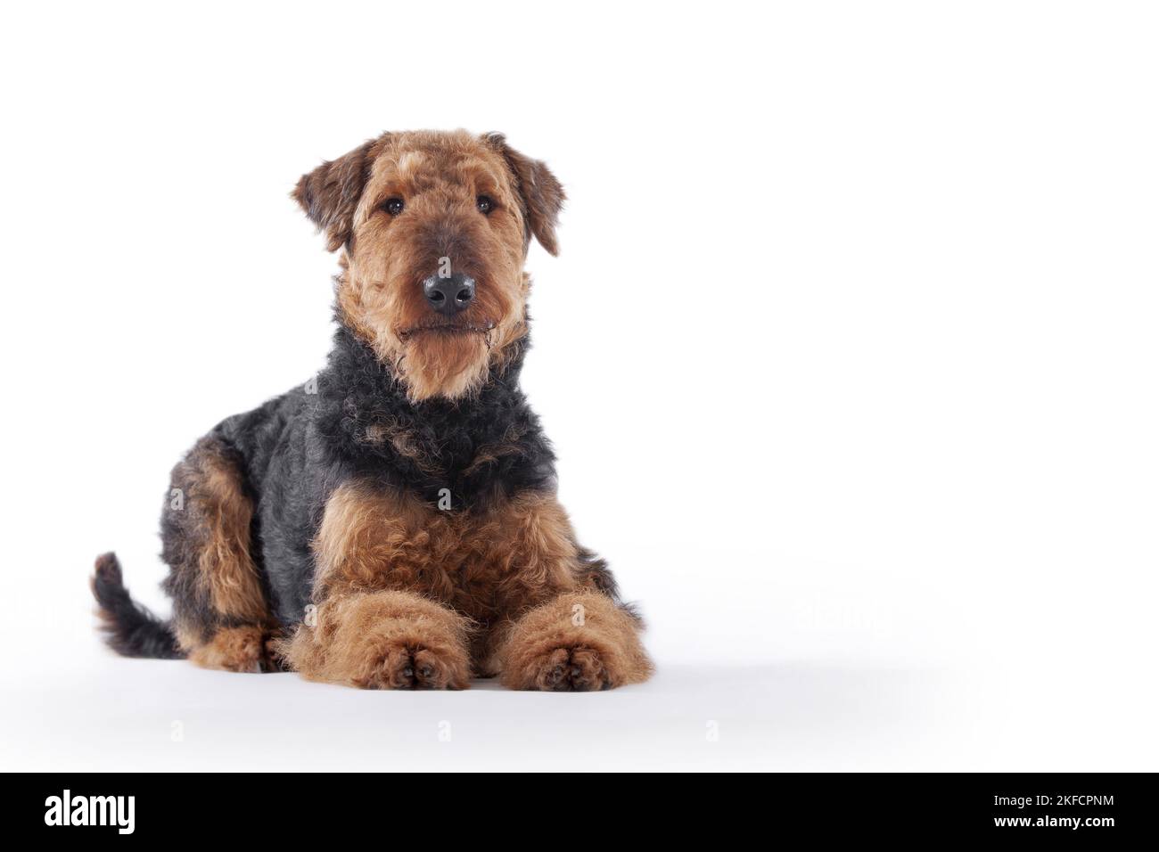 Airedale Terrier in front of white background Stock Photo - Alamy