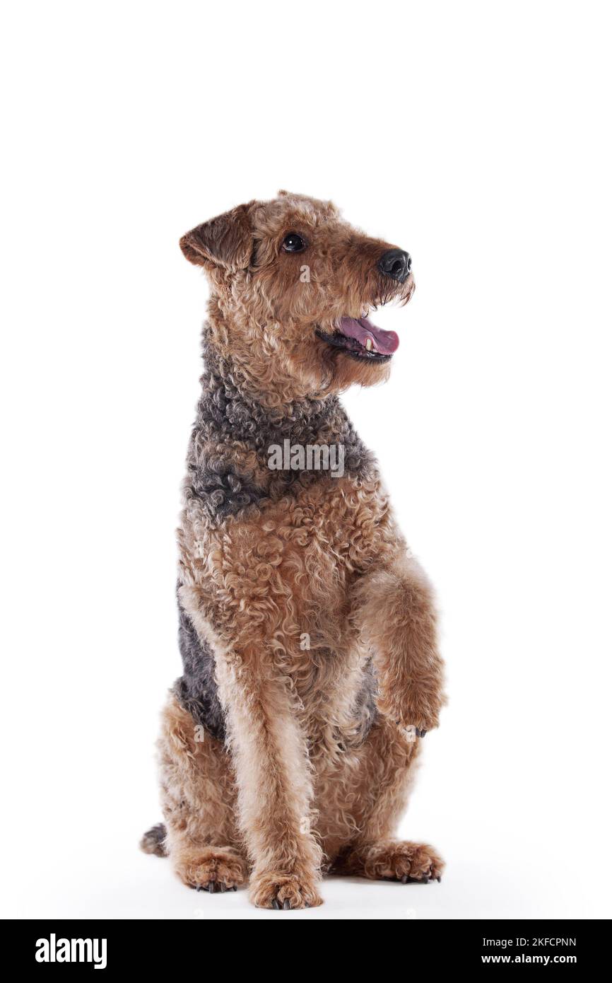 Airedale Terrier in front of white background Stock Photo - Alamy