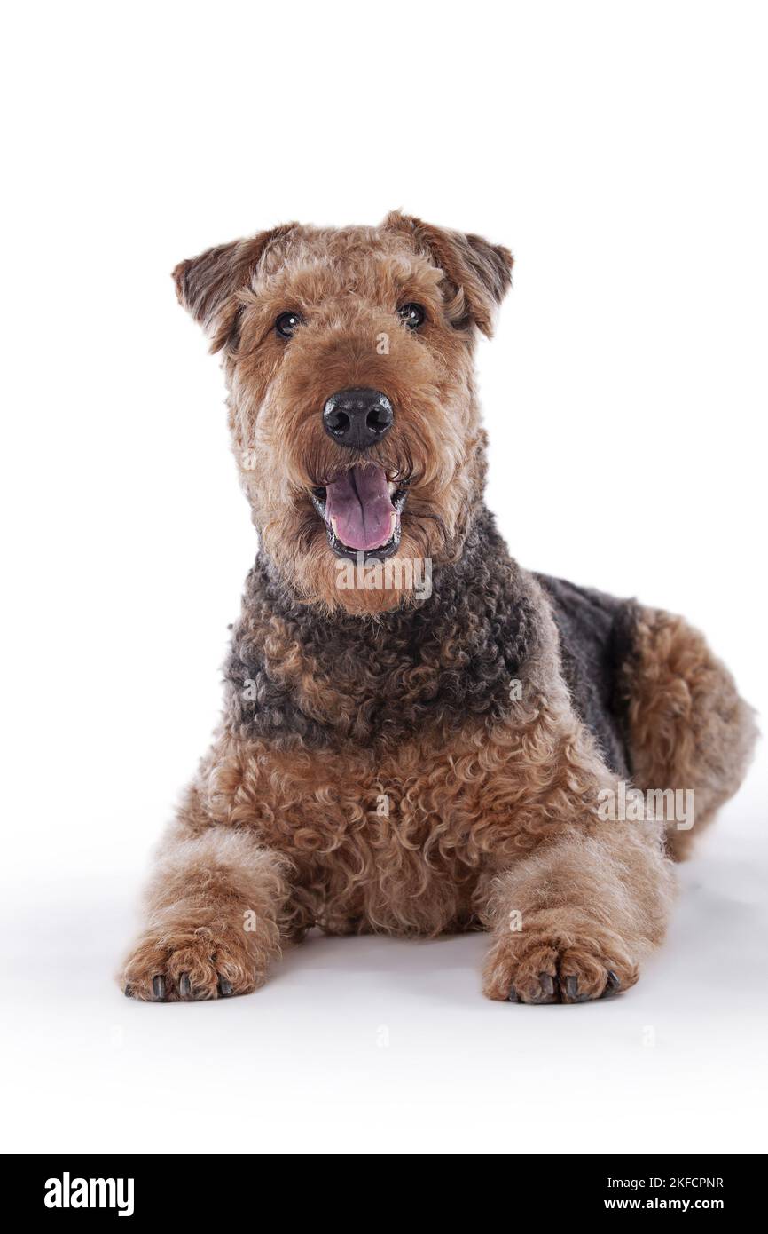 Airedale Terrier in front of white background Stock Photo - Alamy