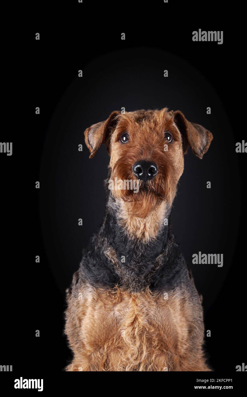 Airedale Terrier in front of black background Stock Photo - Alamy