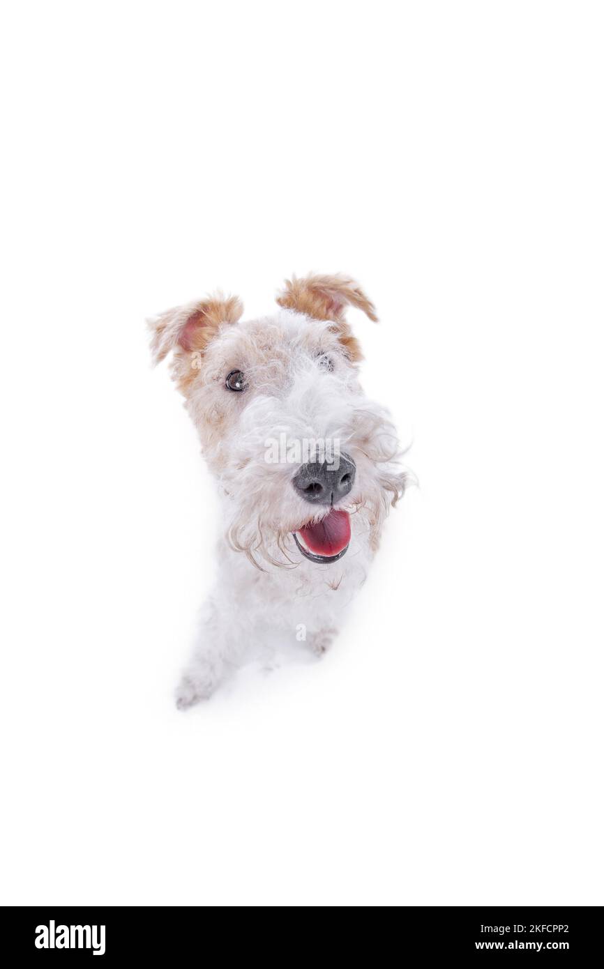 Fox terrier in front of white background Stock Photo - Alamy