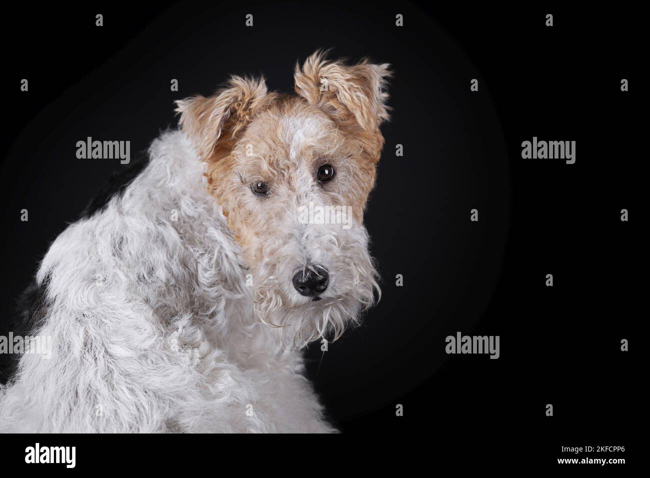 Fox terrier in front of black background Stock Photo - Alamy