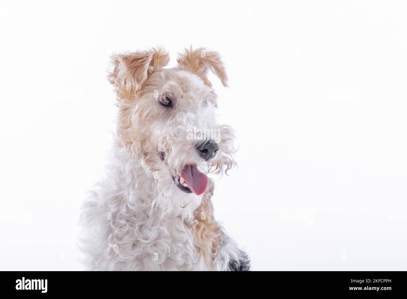 Fox terrier in front of white background Stock Photo - Alamy