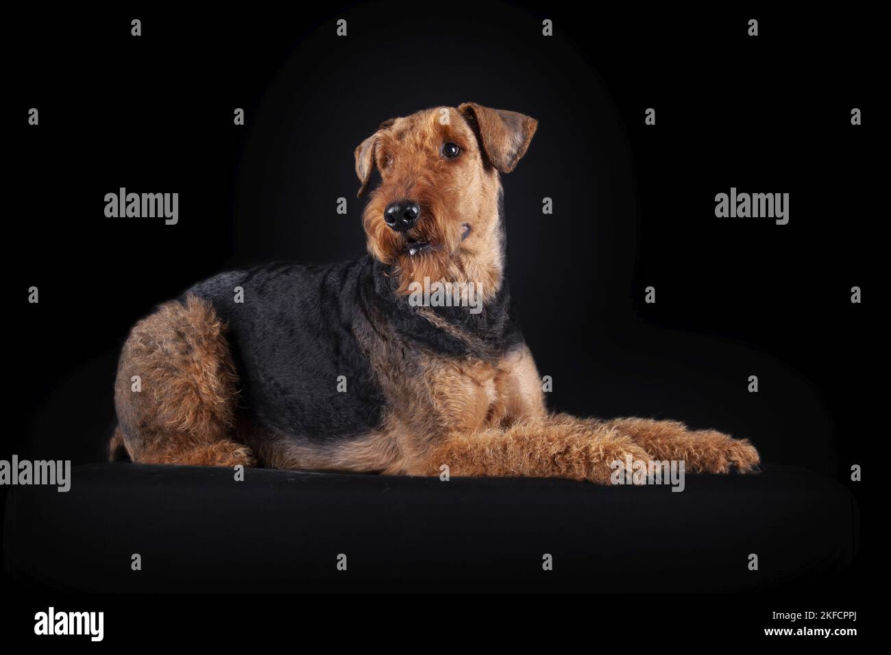 Airedale Terrier in front of black background Stock Photo - Alamy