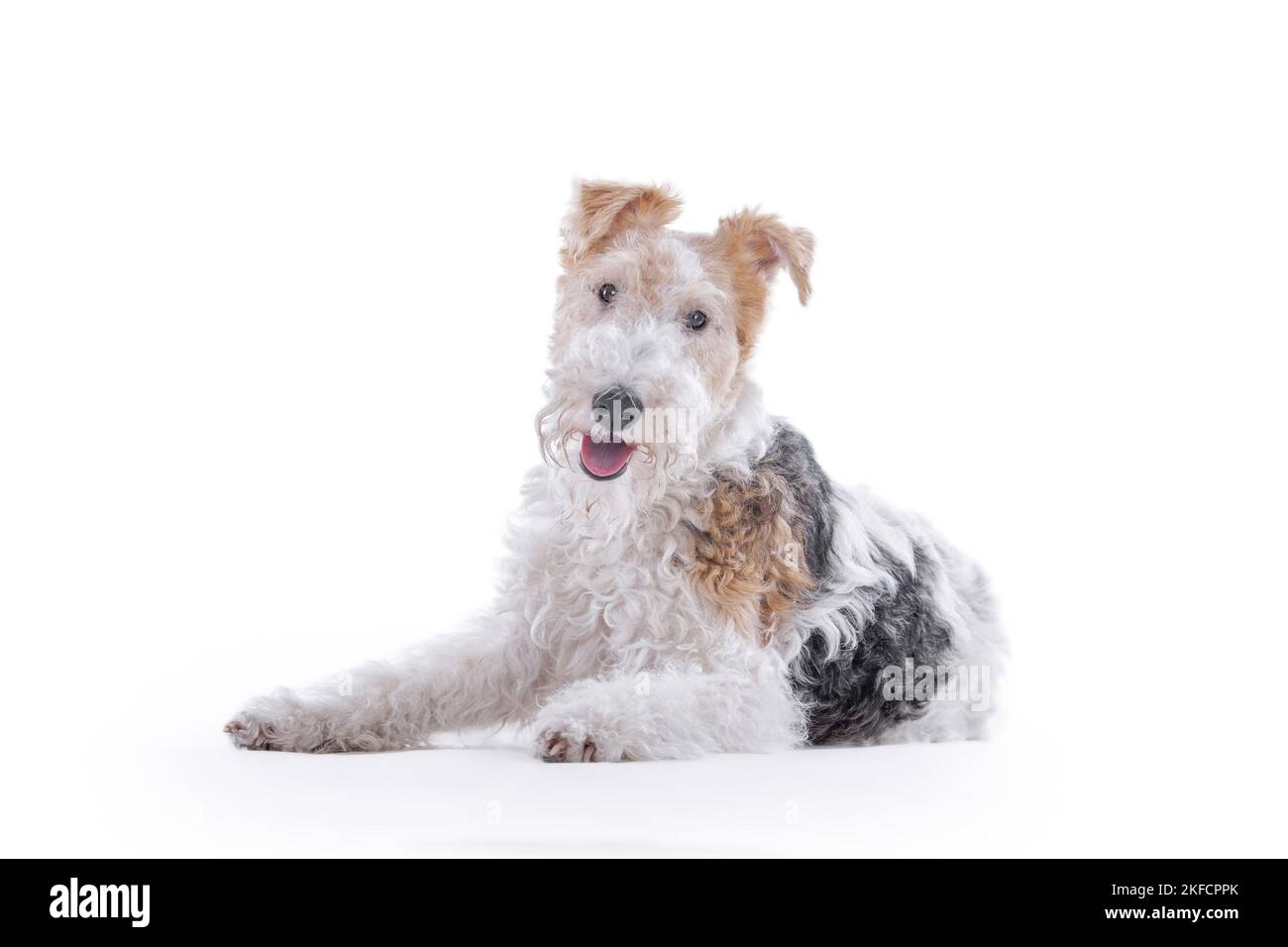 Fox terrier in front of white background Stock Photo - Alamy