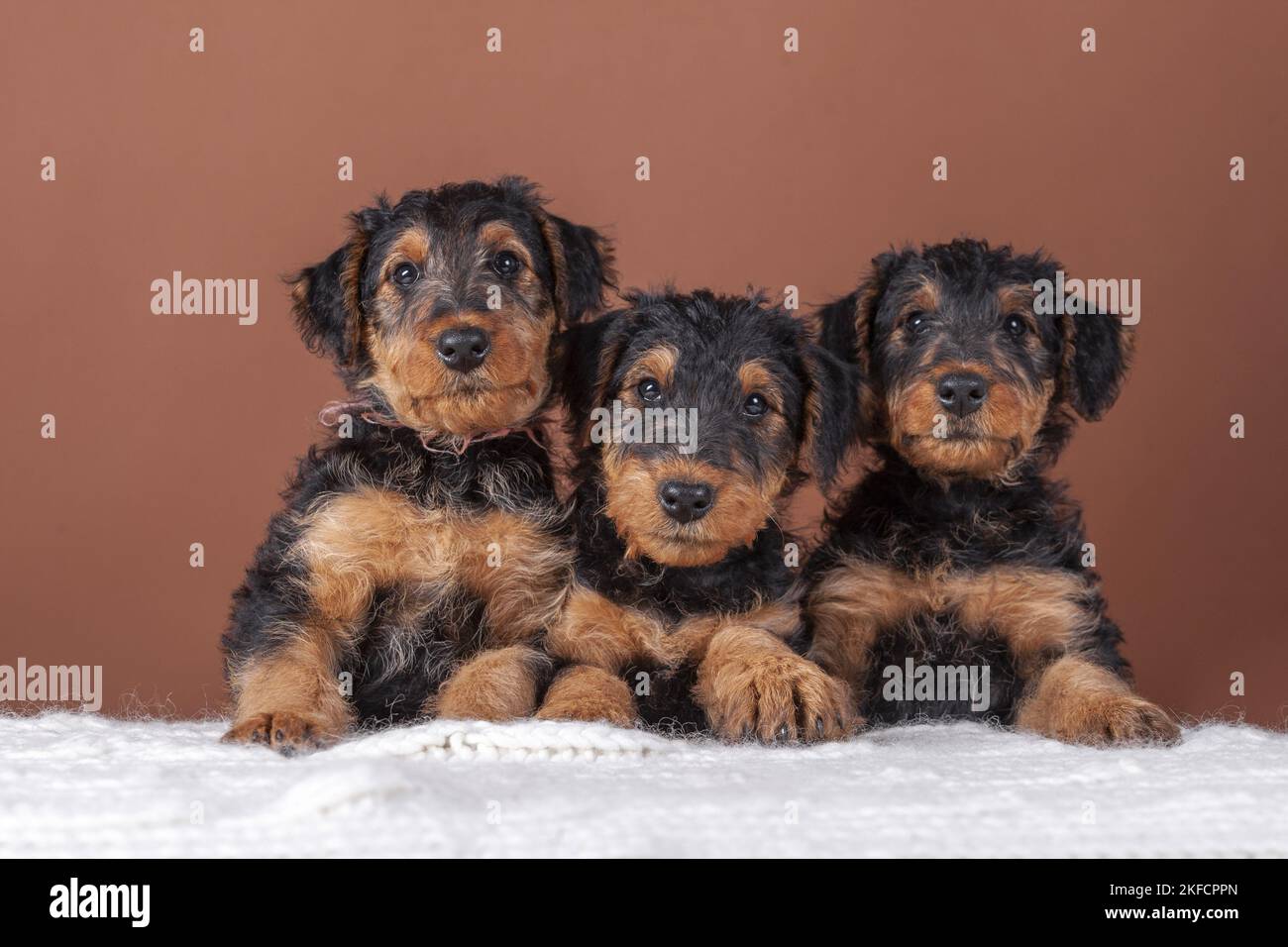 Baby airedale terrier hi-res stock photography and images - Alamy