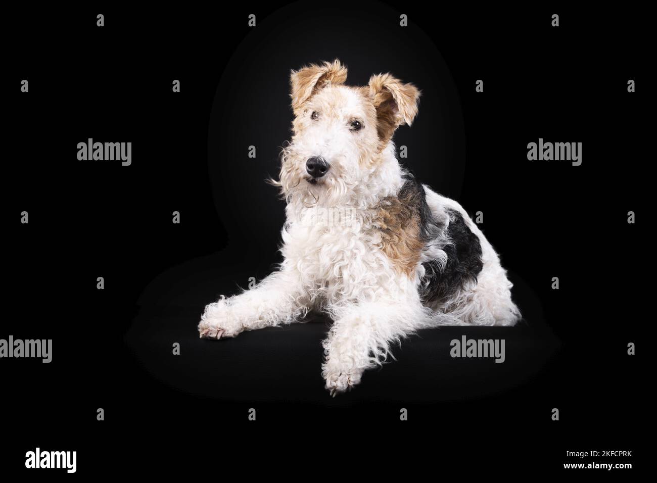 Fox terrier in front of black background Stock Photo - Alamy