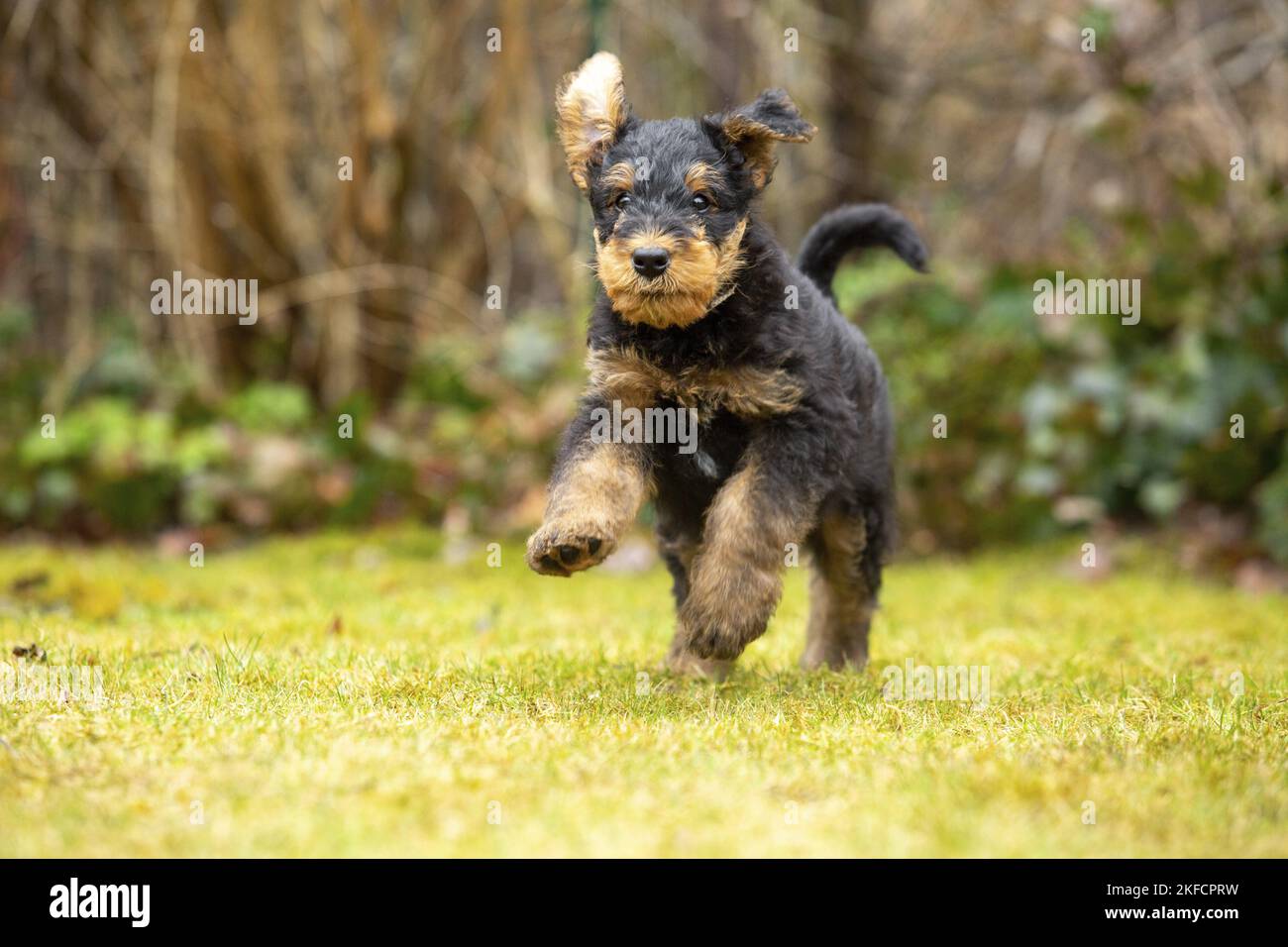 Baby airedale terrier hi-res stock photography and images - Alamy
