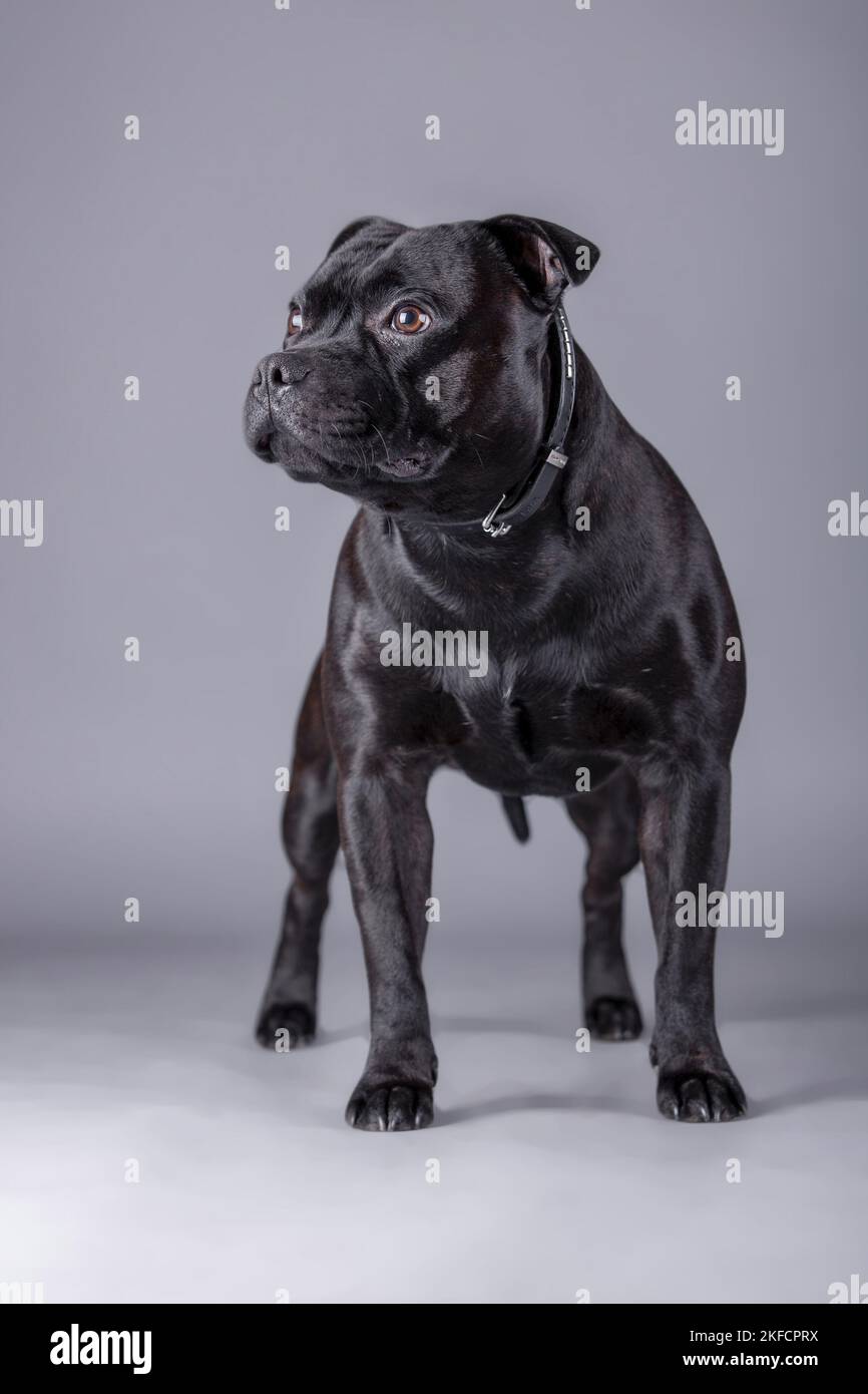 Grey staffordshire bull terrier hi-res stock photography and images - Alamy