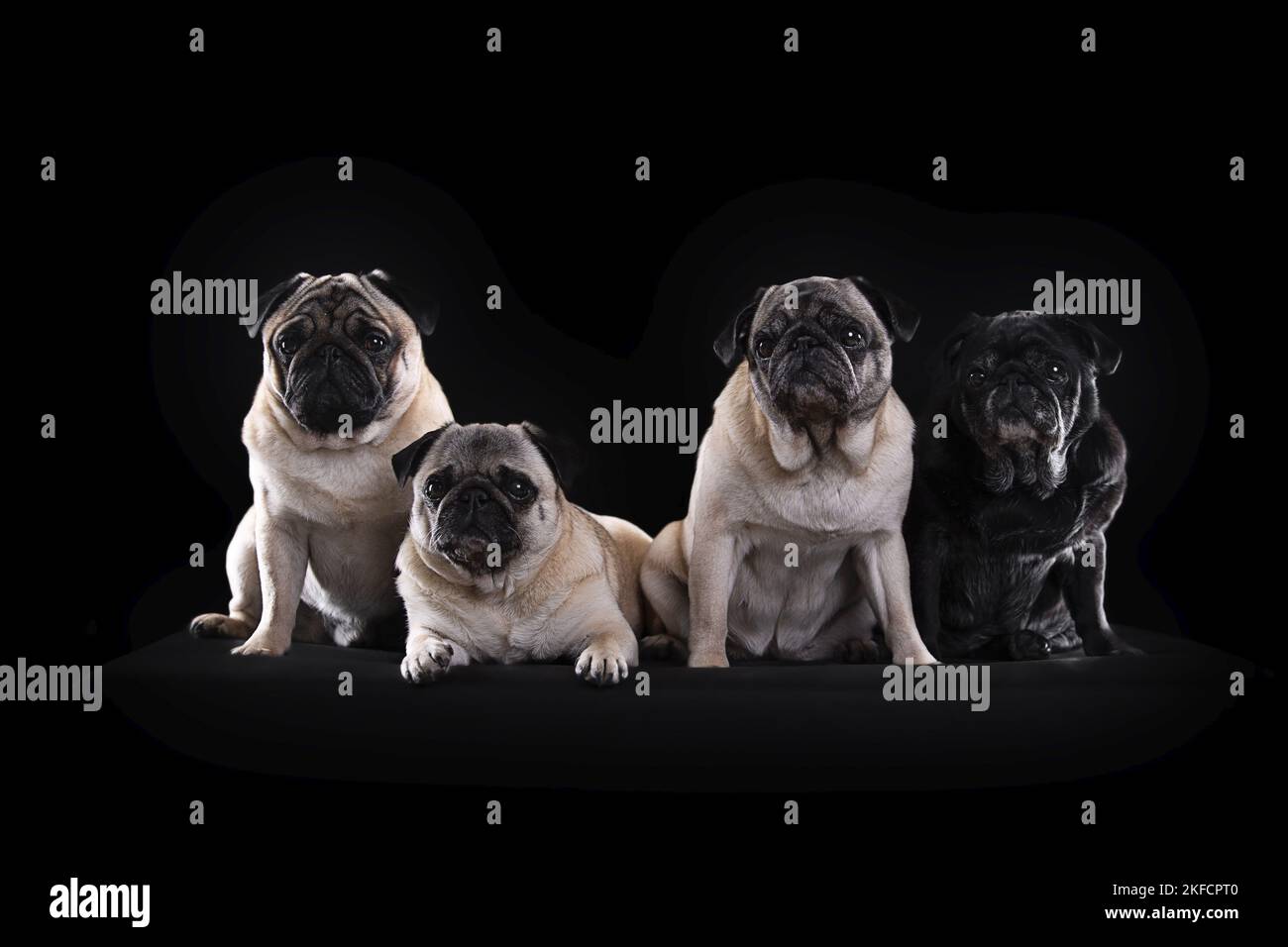 Senior pugs hi-res stock photography and images - Alamy