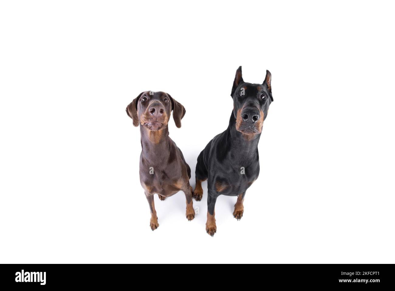Two doberman pinschers brown hi-res stock photography and images - Alamy