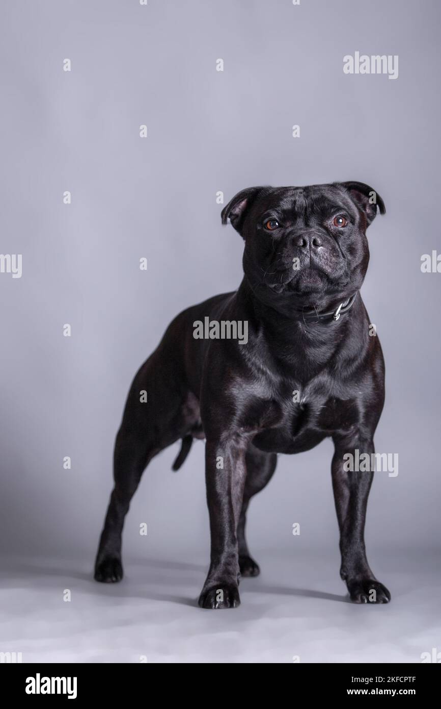 Grey staffordshire bull terrier hi-res stock photography and images - Alamy
