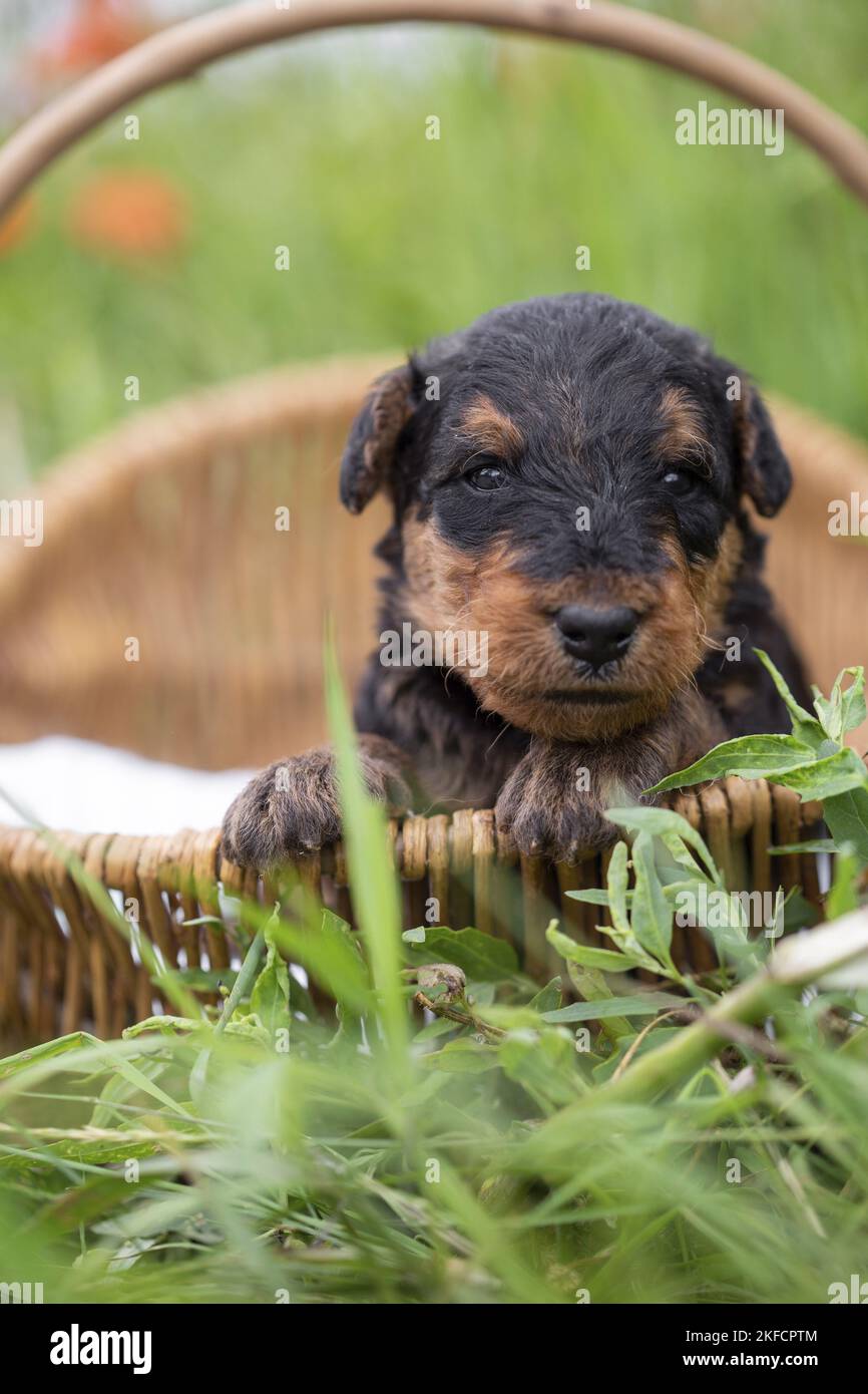 Baby airedale terrier hi-res stock photography and images - Alamy