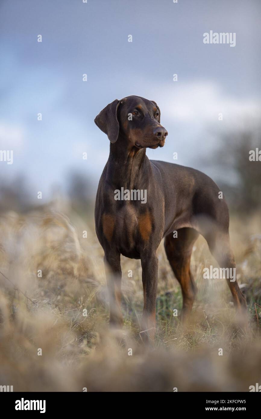 standing Doberman Pinscher Stock Photo - Alamy