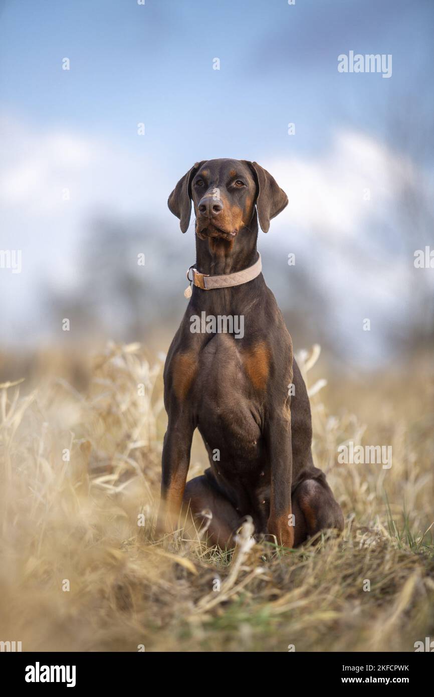 sitting Doberman Pinscher Stock Photo - Alamy